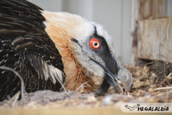 Un nouveau Gypa à Hegalaldia | Hegalaldia