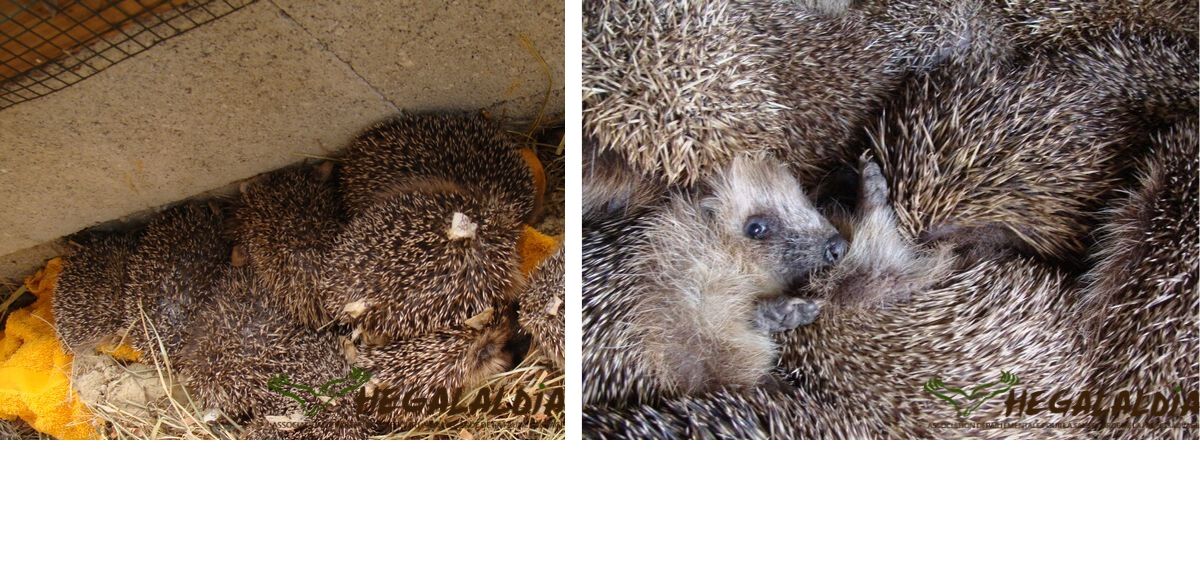 Le hérisson face à l’hiver | Hegalaldia