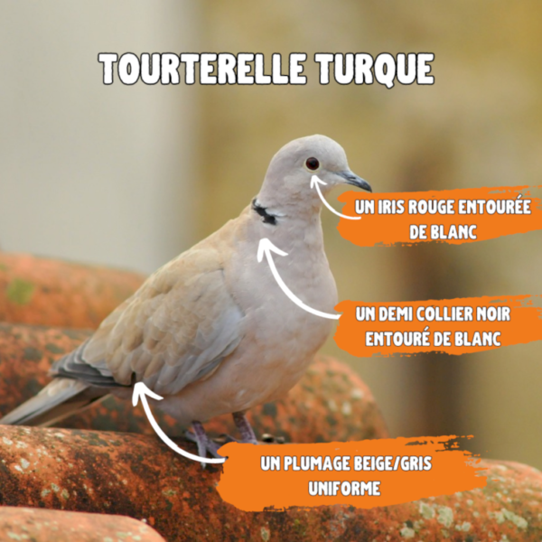 Reconnaître la Tourterelles des bois | Hegalaldia